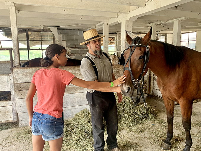 A moment of connection between visitor and horse, guided by an Amish farmer in traditional straw hat.