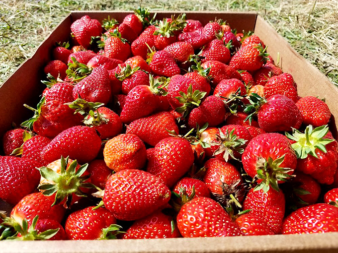 Nature's perfect dessert needs no improvement. These aren't your supermarket's pale cousins&mdash;they're the real deal, bursting with concentrated sunshine.