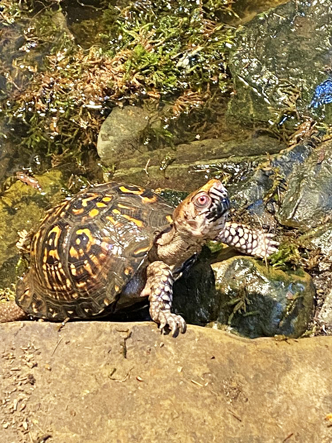 This box turtle didn't get the memo about fast-paced vacations. His "slow travel" philosophy might be worth adopting.