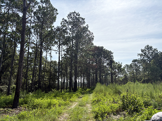 The path less traveled actually exists! This sun-dappled trail through longleaf pines offers the perfect social distance &ndash; about 4,372 acres worth.
