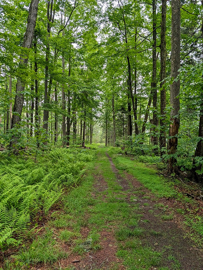 The forest trail beckons with dappled sunlight filtering through towering trees. Walking here feels like stepping into the opening scene of a fantasy novel.