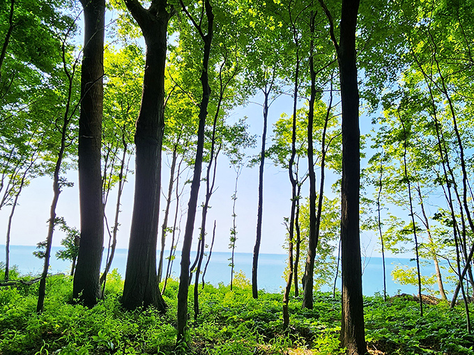 Towering sentinels frame Lake Erie's vastness. These trees have been social distancing since before it was mandatory.