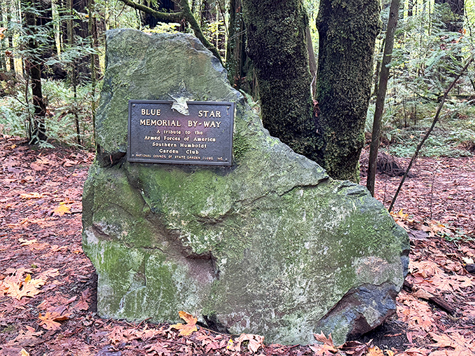 Silent tributes nestled among giants. The Blue Star Memorial honors those who served while surrounded by trees that have witnessed centuries pass.