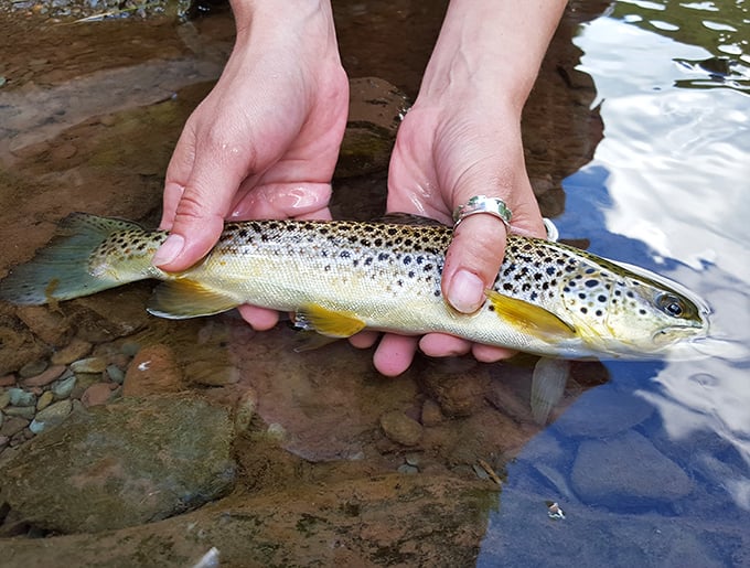 The trout here practically pose for photos before being gently released &ndash; catch and release never looked so good.