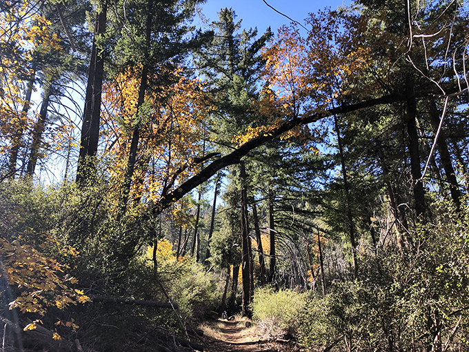 Autumn paints the forest in warm hues as sunlight filters through the canopy. This trail doesn't just lead somewhere&mdash;it takes you somewhen else.