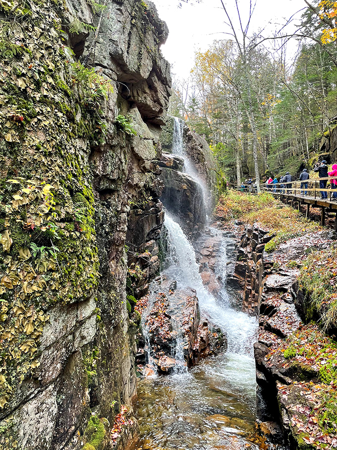 Water finding its path of least resistance, much like tourists finding the park's gift shop. Avalanche Falls creates nature's own soundtrack.