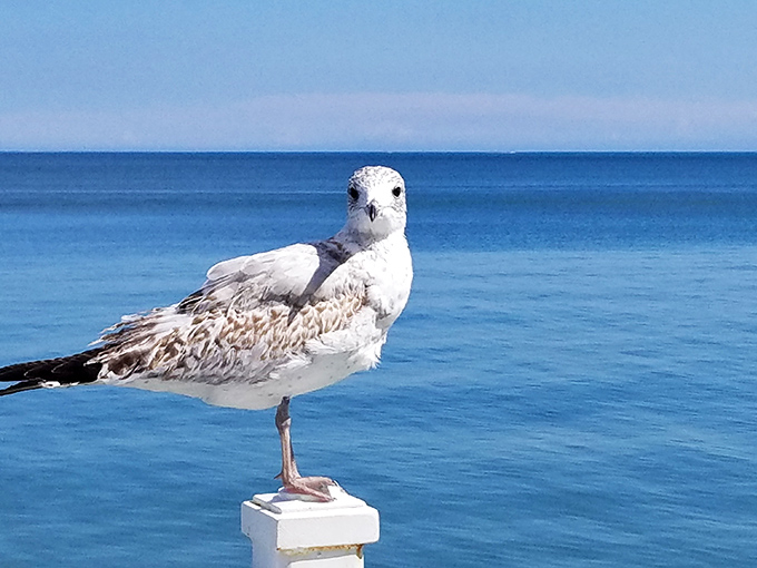 Got any snacks? asks this feathered local, master of the strategic beach stare-down. The unofficial welcoming committee has excellent posture and zero patience for empty-handed visitors.