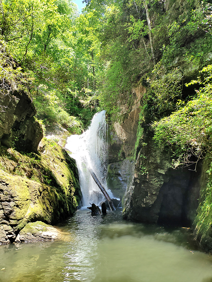 Nature's cathedral: Sunlight filters through the forest canopy, creating the kind of dappled light effect photographers chase and painters dream about.