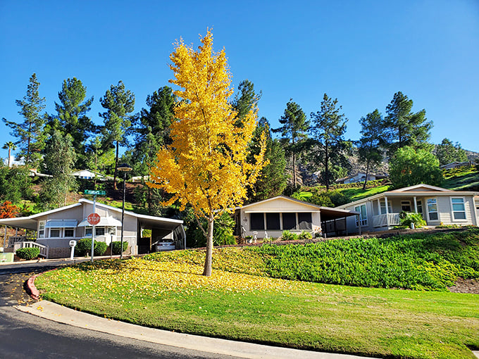 Golden autumn colors show that even manufactured home communities get dressed up for the seasons sometimes.