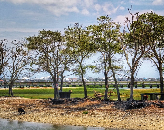 Murrells Inlet's natural beauty is on full display with this serene waterway view that costs nothing to enjoy but delivers million-dollar peace.