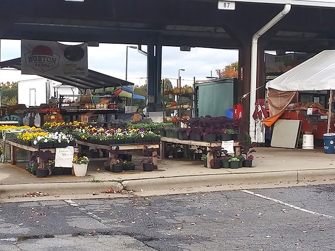 Colorful flowers and fresh plants brighten the market, inviting visitors to stroll through vibrant displays and enjoy local charm in Colfax.