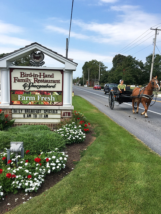 At Bird-in-Hand, even the horse seems to know where to find the best breakfast in town - follow the locals!