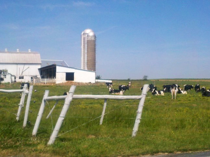 Black and white dairy cows dot the pasture like nature's own polka-dot pattern come to life.