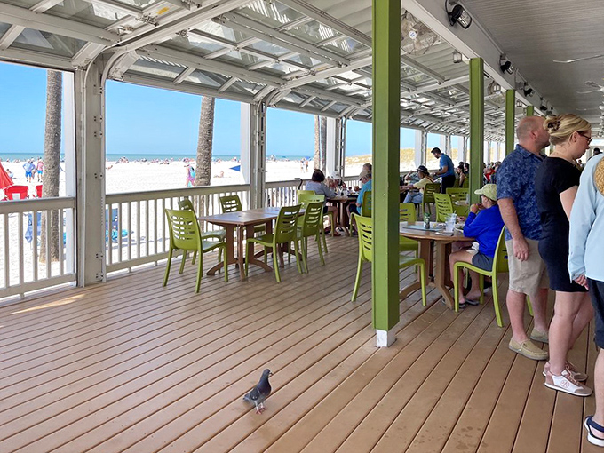 That seagull photobomb? He's a regular, probably eyeing your fish sandwich with more focus than a food critic. 