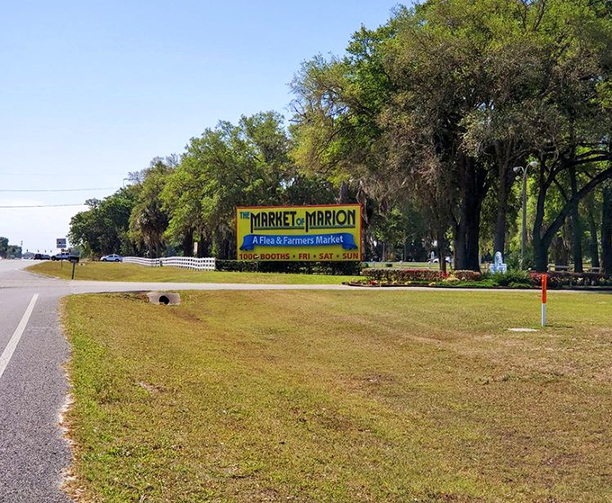 Under shady trees, this peaceful market creates the perfect setting for leisurely treasure hunting adventures.