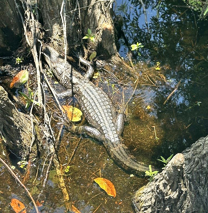 Sunbathing alligator demonstrates the fine art of patience &ndash; a skill perfected over roughly 200 million years of evolutionary practice.