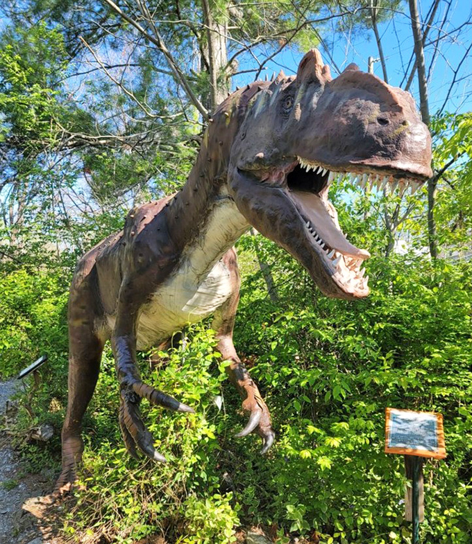 The king of dinosaurs strikes a hunting pose, T-Rex's tiny arms and massive jaws frozen mid-roar as informational signage provides educational context.