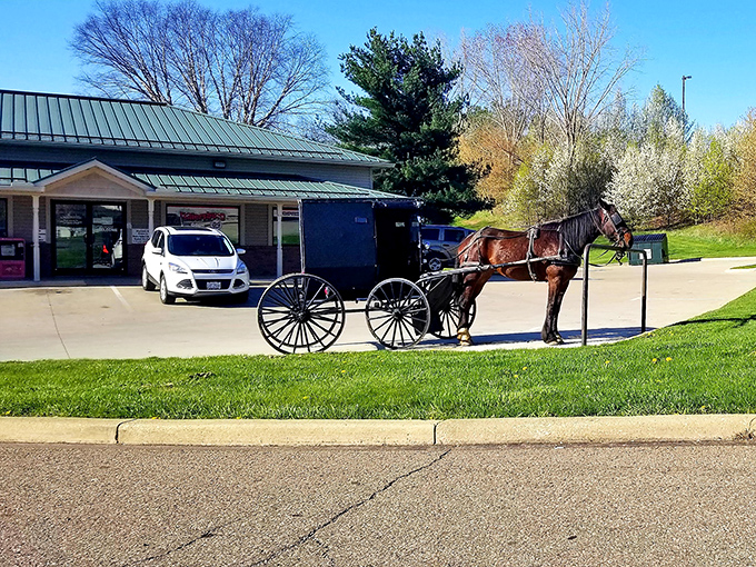 Transportation time travel: A horse patiently waits while its buggy stands ready, a daily sight in Holmes County where past and present share the same roads.