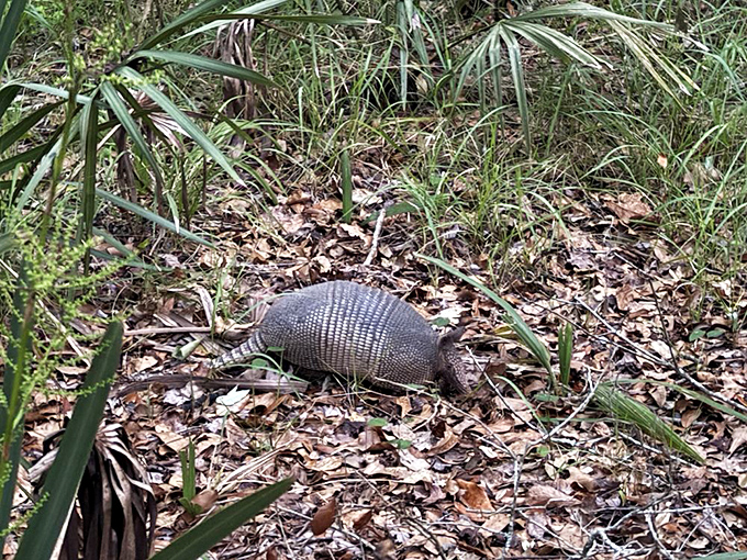 An armadillo on patrol, doing its prehistoric shuffle through the underbrush like a tiny armored tank.