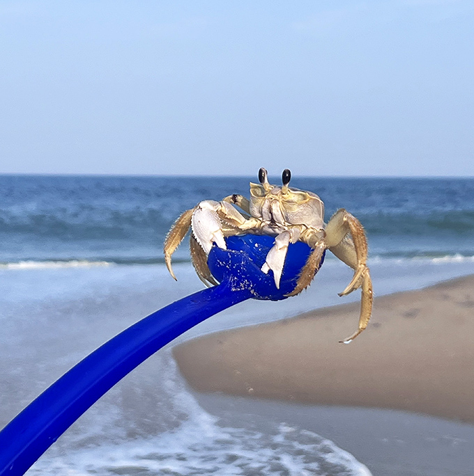 Excuse me, this blue shovel is my Uber back to the ocean. Atlantic ghost crabs: nature's original beach cleanup crew.