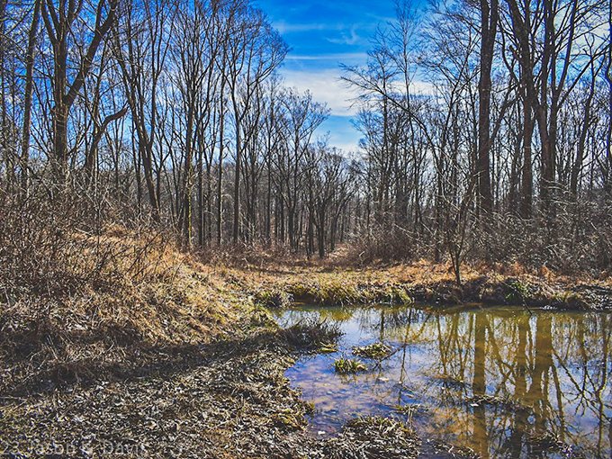 Early spring's skeletal beauty revealed. The bare branches frame Pine Lake like nature's own charcoal sketch&mdash;simple, elegant, and surprisingly moving. 