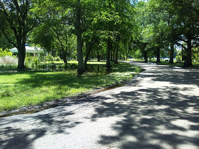 Dappled sunlight plays across this tree-lined park road, creating the perfect setting for a leisurely afternoon stroll or a peaceful morning jog.