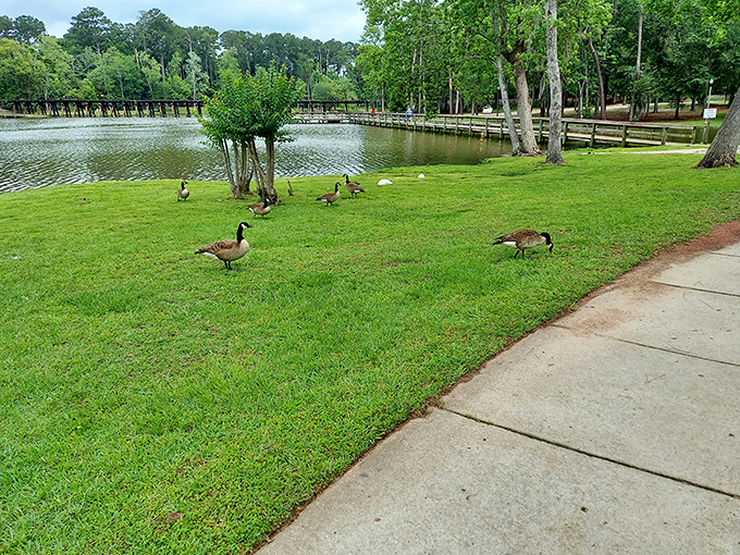 Cherokee Lake Park's resident geese have clearly mastered the art of the leisurely Southern afternoon stroll.
