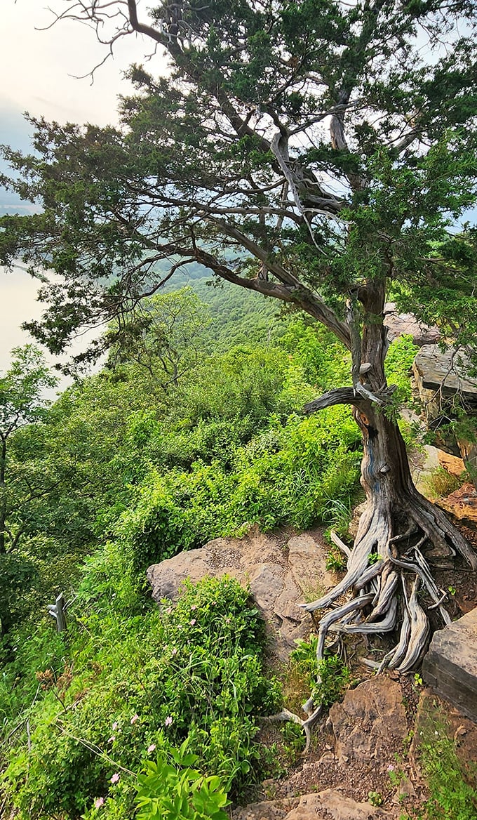 Nature's survivor&mdash;this determined tree clings to the cliff edge, roots exposed like veins, still thriving against impossible odds.