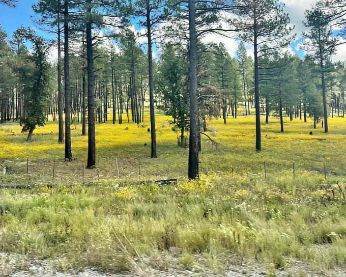 Ponderosa pines stand sentinel over a meadow of sunshine-yellow blooms, creating a scene straight out of a Bob Ross painting – happy little trees included.