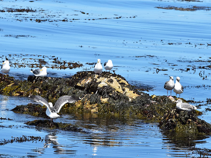 Nature's welcoming committee takes a break on the rocks. These gulls have seen more perfect days than most travel influencers.
