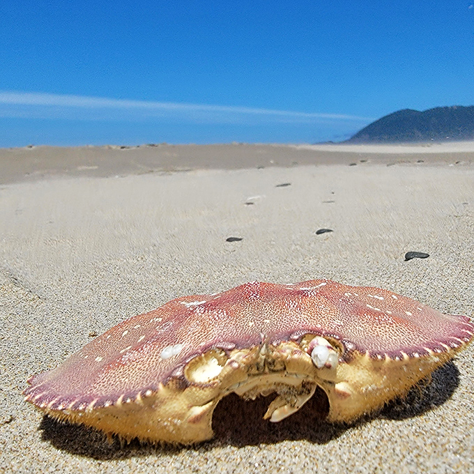 Beach treasures come in all forms. This crab may have checked out of life's hotel, but left behind its perfectly sculpted shell.