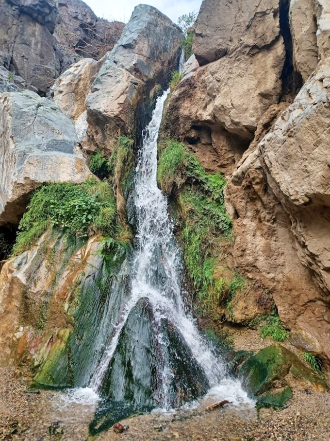 The stream carves its determined path through the canyon, a liquid artist that's been working on the same masterpiece for millennia.