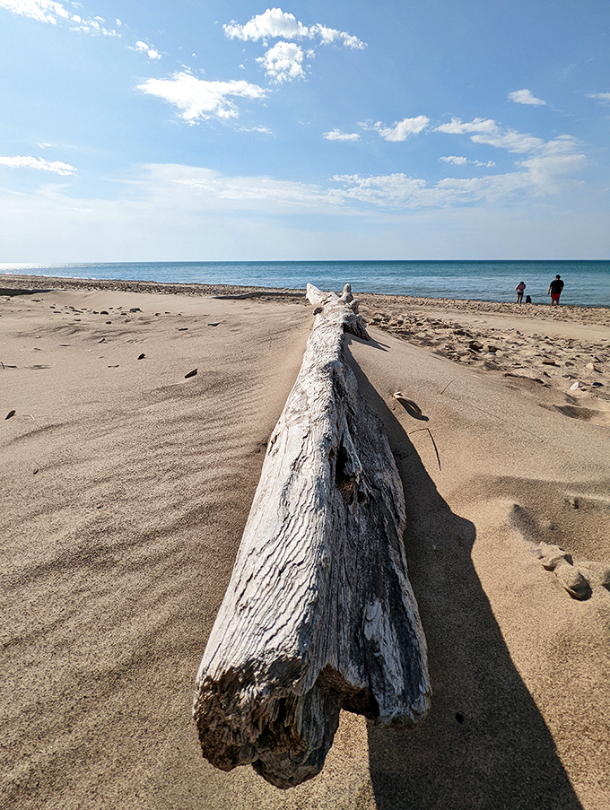 Driftwood: nature's way of decorating the beach with sculptural art that would cost thousands in a fancy gallery.