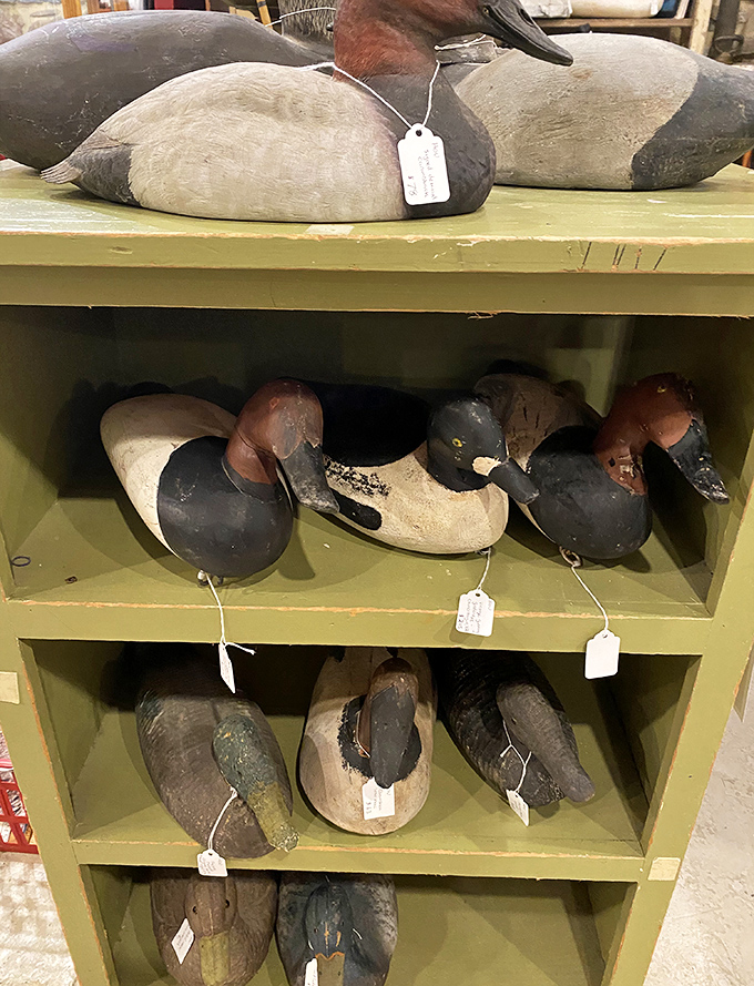 These wooden duck decoys have graduated from hunting tools to folk art, each one carved with the kind of craftsmanship that makes modern mass production seem soulless.