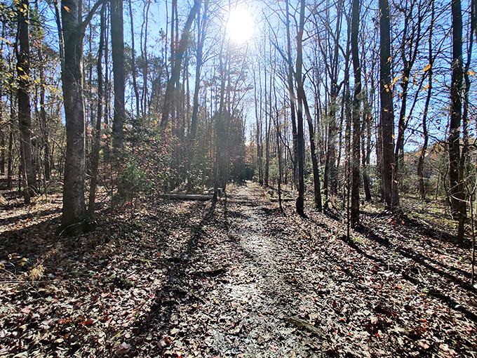 Dappled sunlight filters through bare branches, creating nature's own light show on this leaf-carpeted trail perfect for contemplative autumn walks.