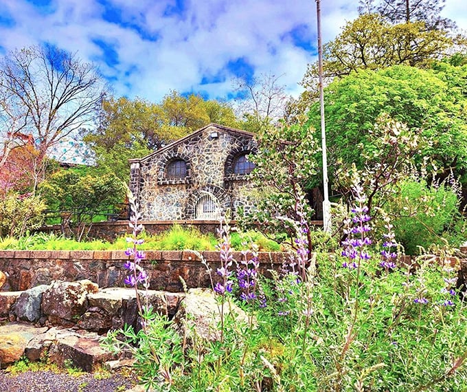 The Feather River Nature Center's stone facade has weathered time better than most Hollywood careers. Those purple wildflowers are nature's perfect accessory.