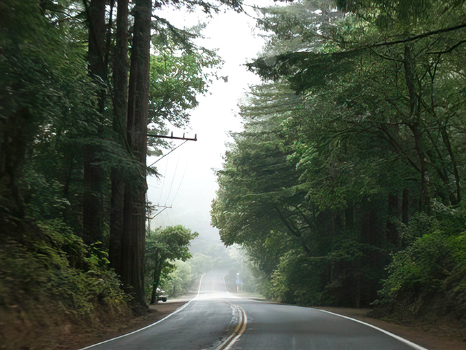 Misty morning magic transforms ordinary redwoods into mystical sentinels, creating a dreamy corridor that feels like driving through an enchanted forest.