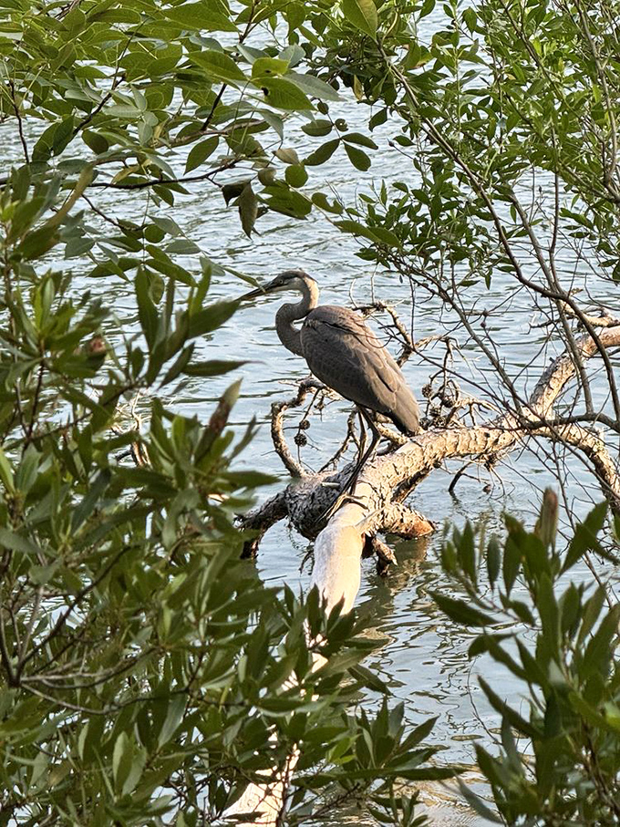 The great blue heron strikes a pose worthy of National Geographic, patiently waiting for fish while showing humans how zen is really done. 