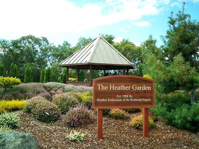 The Heather Garden offers a splash of purple serenity that makes you wonder why more people don't landscape with plants that actually belong in their climate zone.