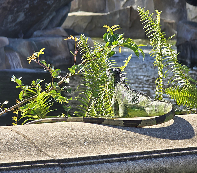 Local iguanas have adopted this mythological neighborhood, adding their own prehistoric charm to visits.
