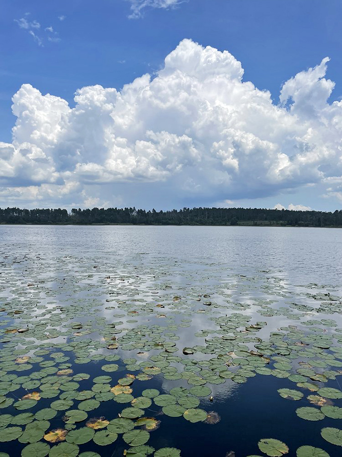 Billowing clouds build castles in the sky above lily pad constellations&mdash;Florida's version of celestial navigation for afternoon daydreamers.