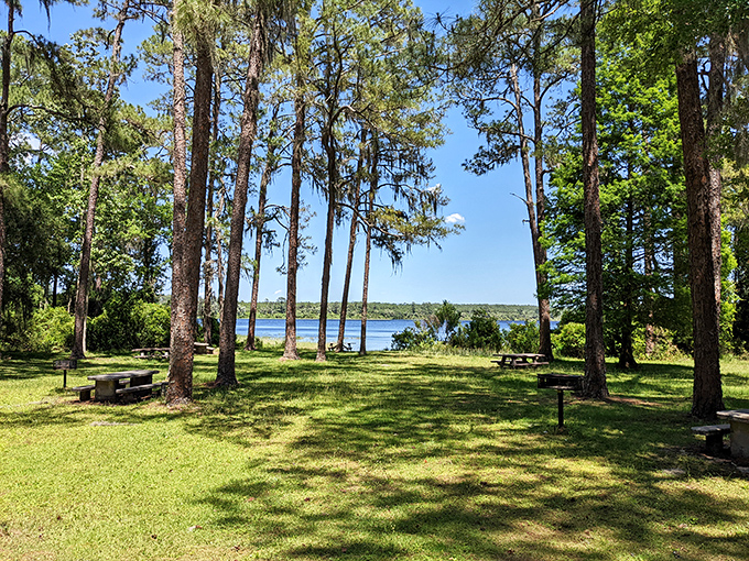 Lake Dorr Recreation Area offers tranquil picnic spots under Spanish moss-draped pines. Lunch with a lake view beats any restaurant reservation.