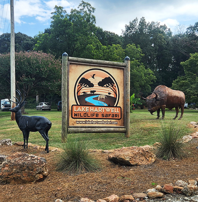Lake Hartwell Wildlife Safari sign stands guard like nature's own welcome committee, complete with bronze buffalo.