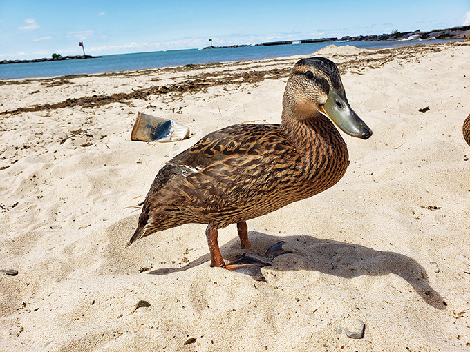 Beach ambassador with feathers &ndash; this duck seems to be conducting quality control inspections on New Buffalo's shoreline. The verdict? Approved!