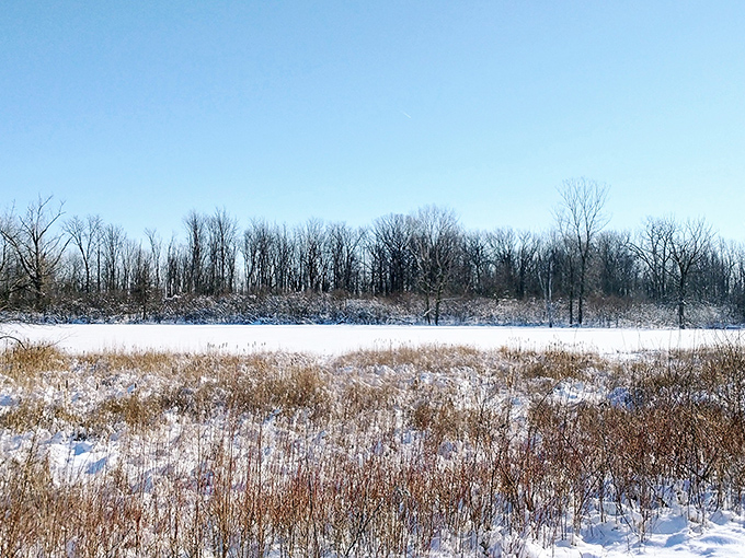 Winter transforms Maumee Bay into a hushed wonderland where frozen marshes sparkle beneath the clear Ohio sky.