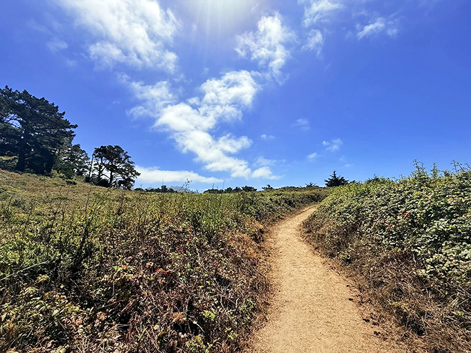 Sunlight filters through the cypress canopy, creating nature's own light show. No special effects budget required, just millions of years of perfect staging.