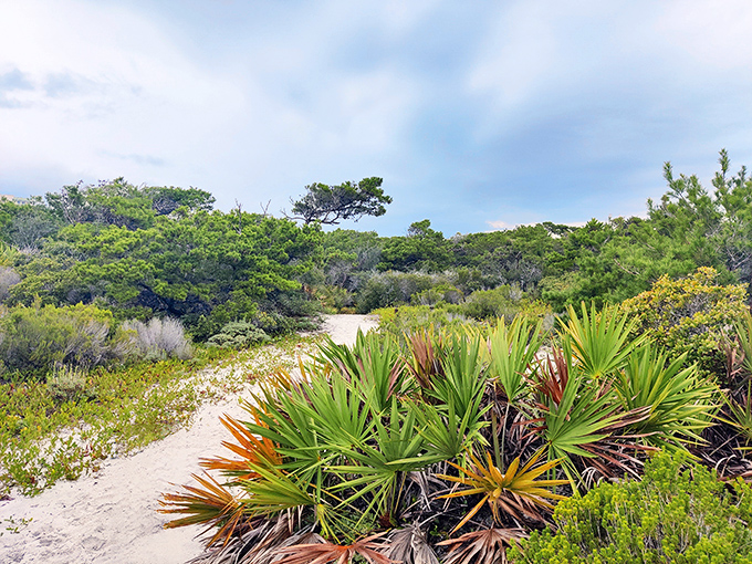 Native palms and coastal vegetation create nature's perfect garden&mdash;no watering required, just millions of years of evolutionary perfection.