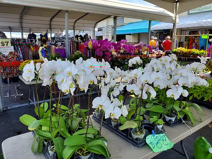 Nature's jewelry department! Elegant orchids stand at attention, their exotic blooms transforming any Florida lanai into a tropical paradise.
