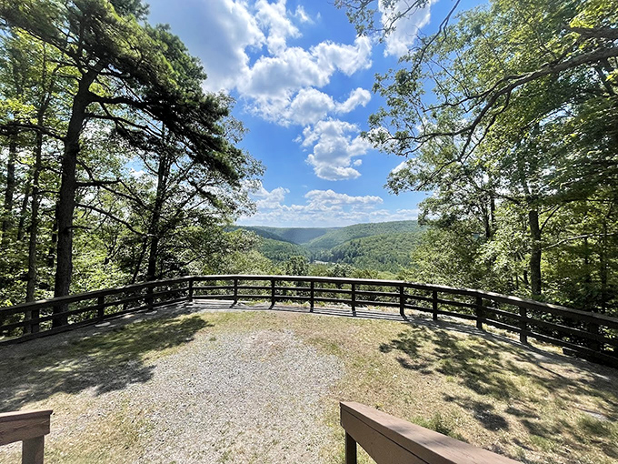 Nature's balcony: this observation deck offers panoramic forest views that make your phone's wallpaper look positively uninspired.