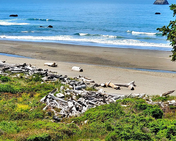 Driftwood sculptures decorate Pebble Beach like nature's art installation, where the Pacific constantly rearranges the gallery for free.